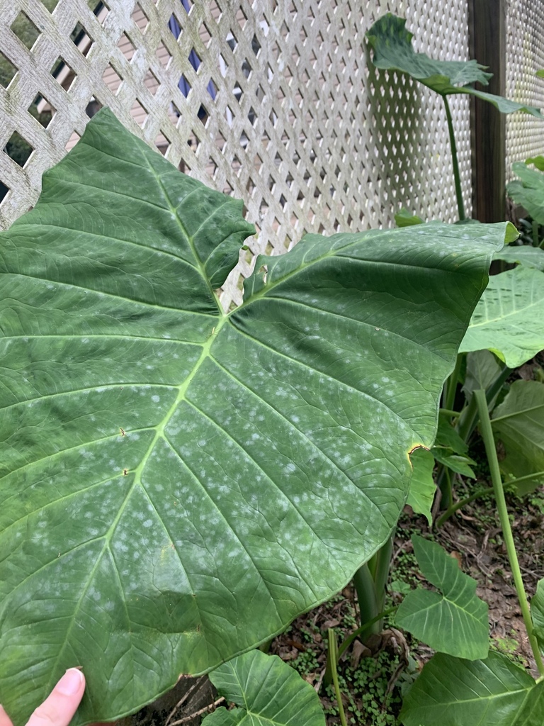 Arrowleaf Elephant's Ear from Miranda St, Ozark, AL, US on November 7 ...