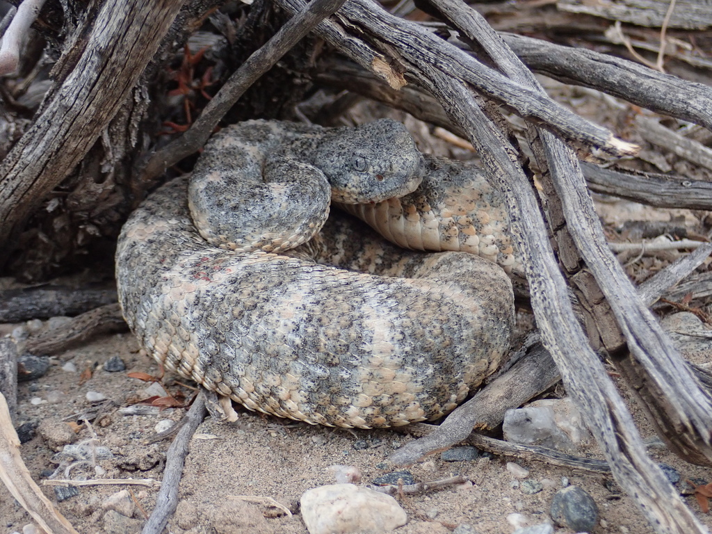 Southwestern Speckled Rattlesnake from Yuma County, AZ, USA on October ...