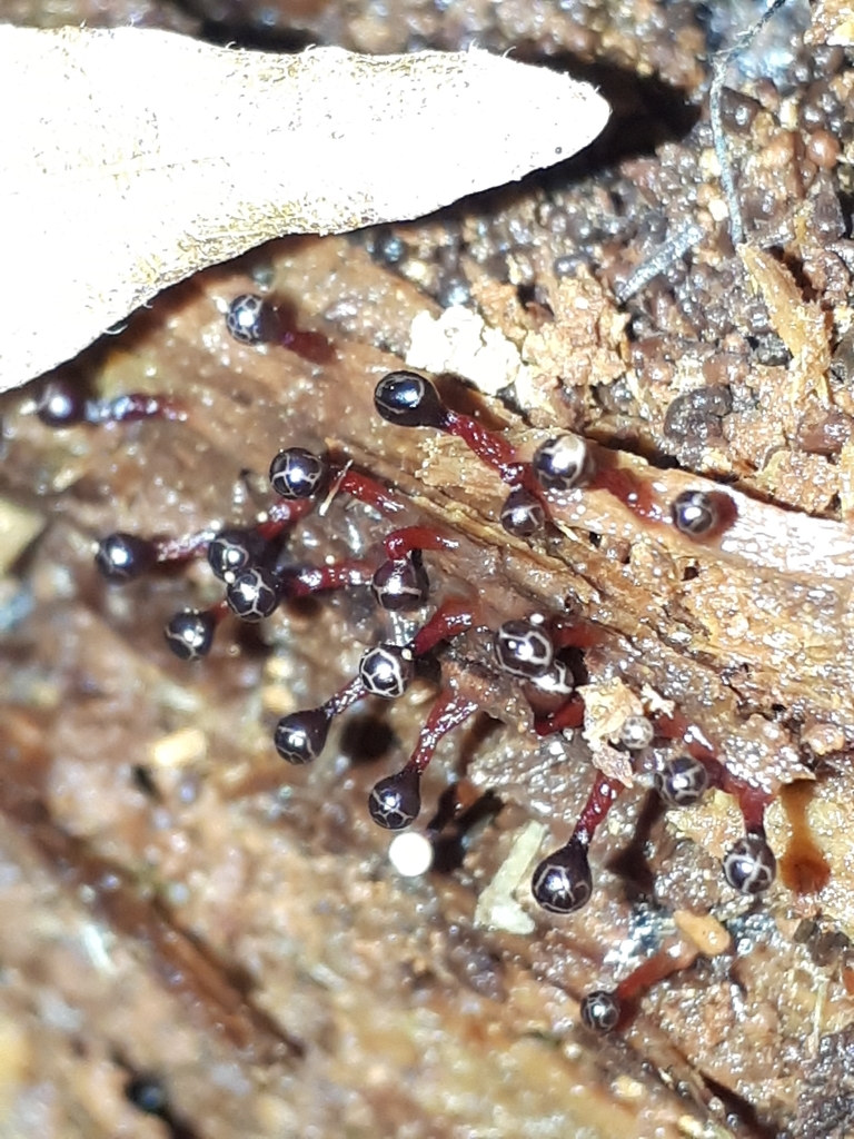 Trichia botrytis from Sooke, BC V9Z 0Y7, Canada on October 31, 2019 at ...