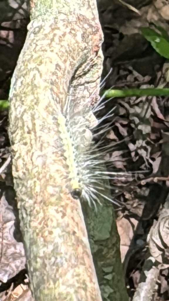 Fall Webworm Moth from Pikeville, TN, US on August 30, 2025 at 11:11 AM ...