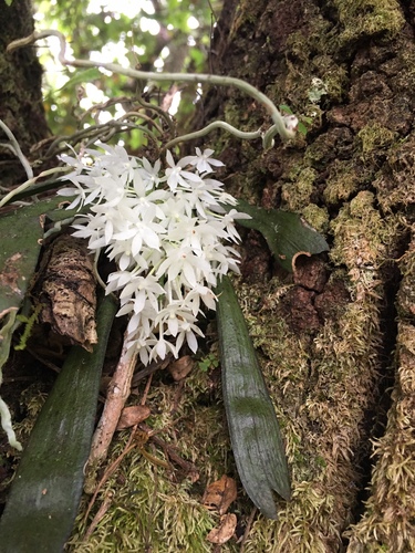 Aerangis oligantha · iNaturalist