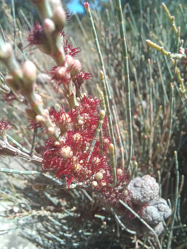 dwarf sheoak from Coolbellup WA 6163, Australia on August 31, 2025 at ...