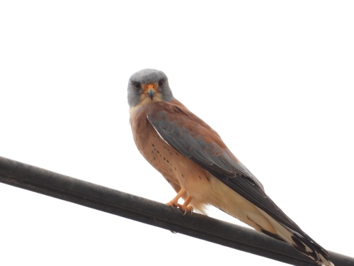 Observations by sami-majeed · iNaturalist