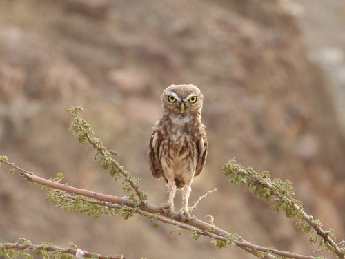 Observations by sami-majeed · iNaturalist