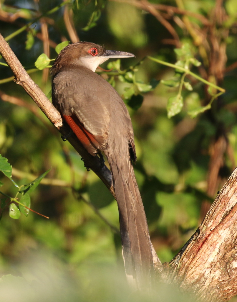 Jamaican Lizard-Cuckoo from Martha Brae, Jamaica on January 31, 2019 at ...