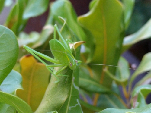 Observations by jonathan_pugh · iNaturalist