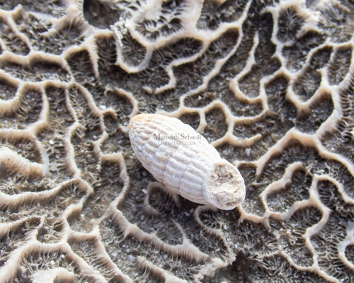 Subspecies Cerion uva bonairensis · iNaturalist