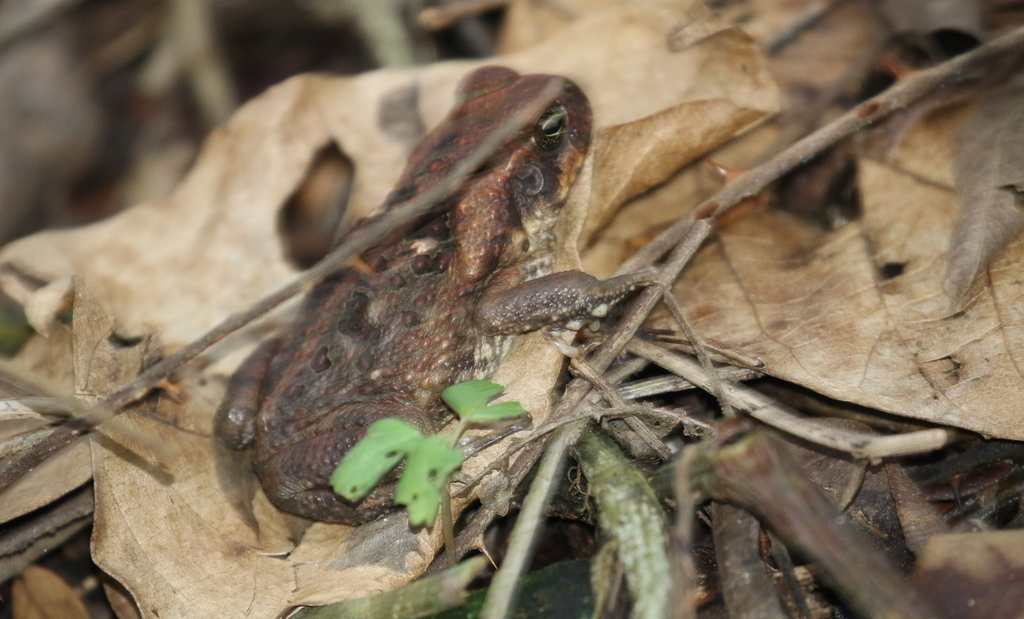 Cane Toad from St. Elizabeth Parish, Jamaica on January 31, 2019 at 06: ...