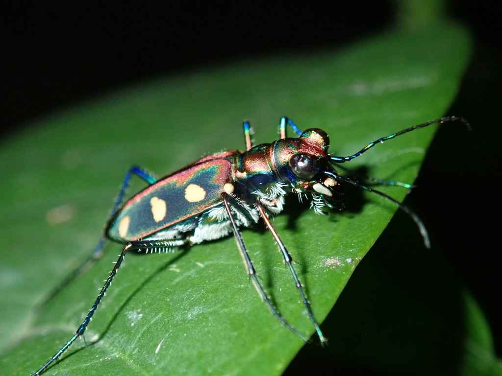 Golden-spotted Tiger Beetle from Pasir Ris, Singapore on November 10 ...