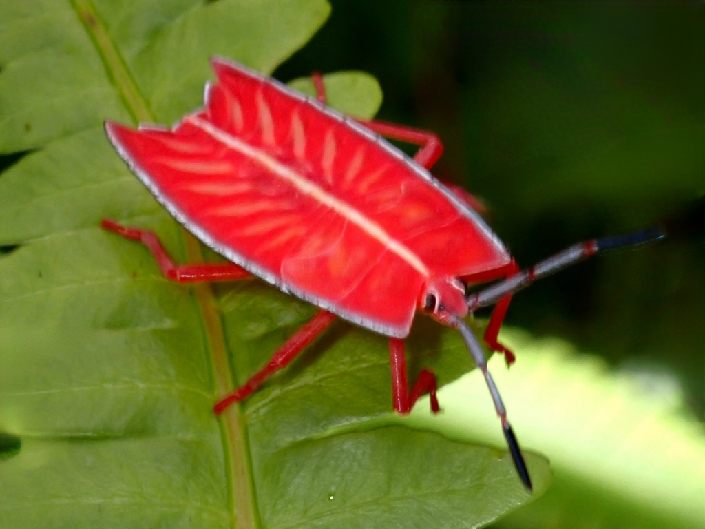 Giant Shield Bug from VQ6V+C5, 34000 Taiping, Perak, Malaysia on August ...