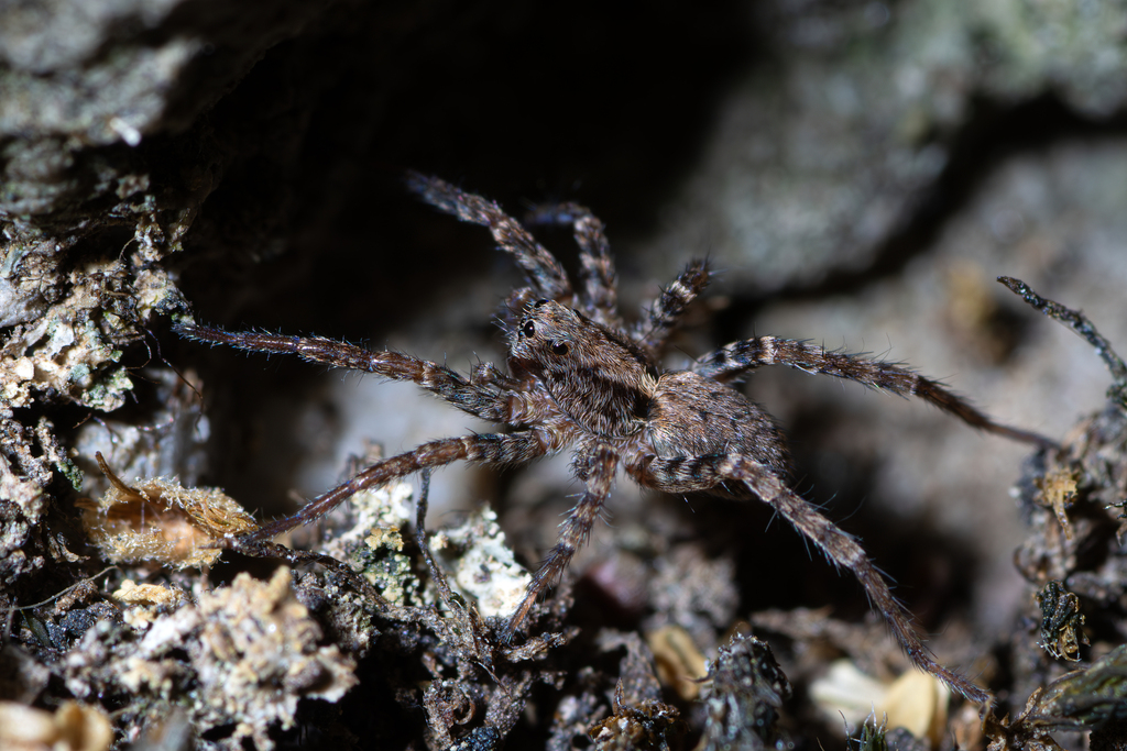 White-banded Fox Spider from Provincia di Oristano, Italia on August 31 ...
