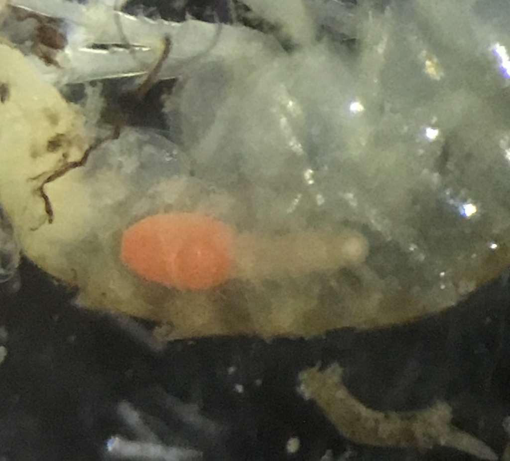 Polymorphus minutus from Carretera Valle de Bravo-Colorines, Valle de ...