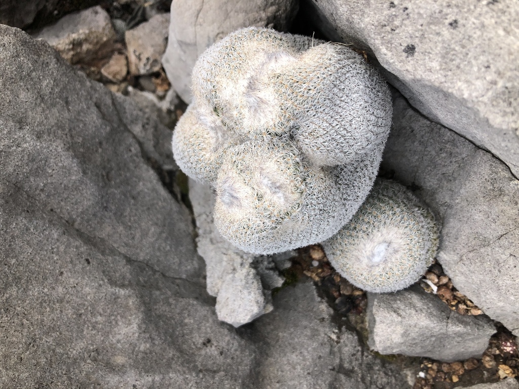 Button Cactus in November 2019 by Jorge Madrazo Fanti · iNaturalist