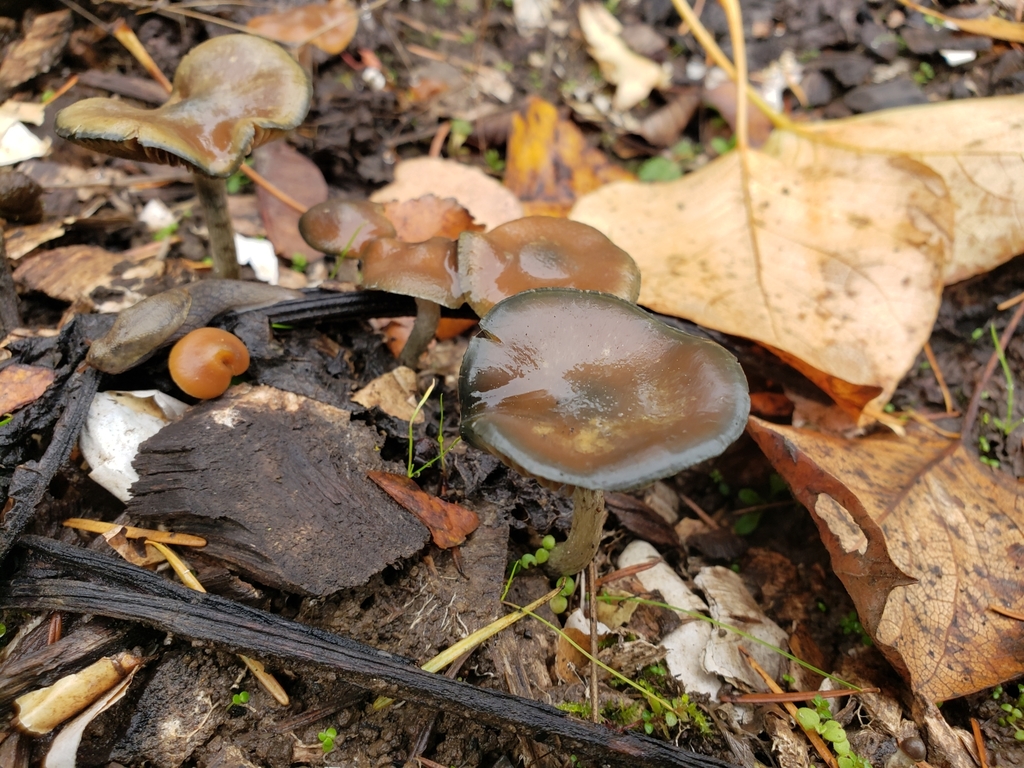 Wavy Cap in November 2019 by Michael Coon. Growing out of wood mulch ...