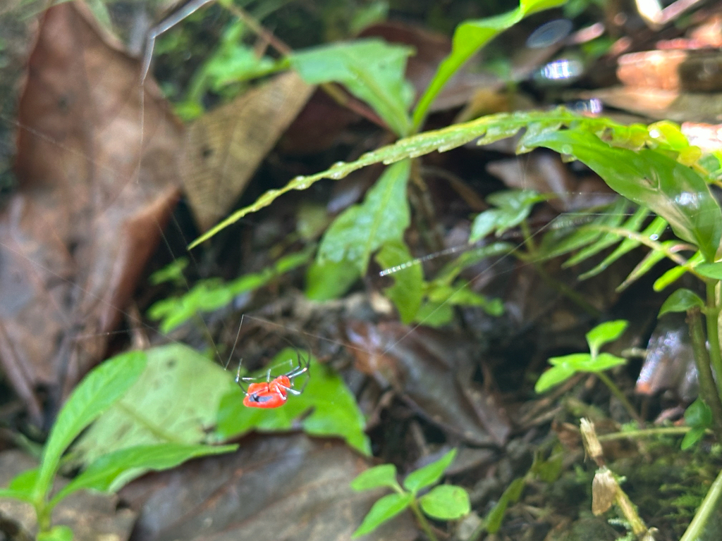 Dominican Spider from El Yunque Trail, Río Grande, PR, US on August 31 ...