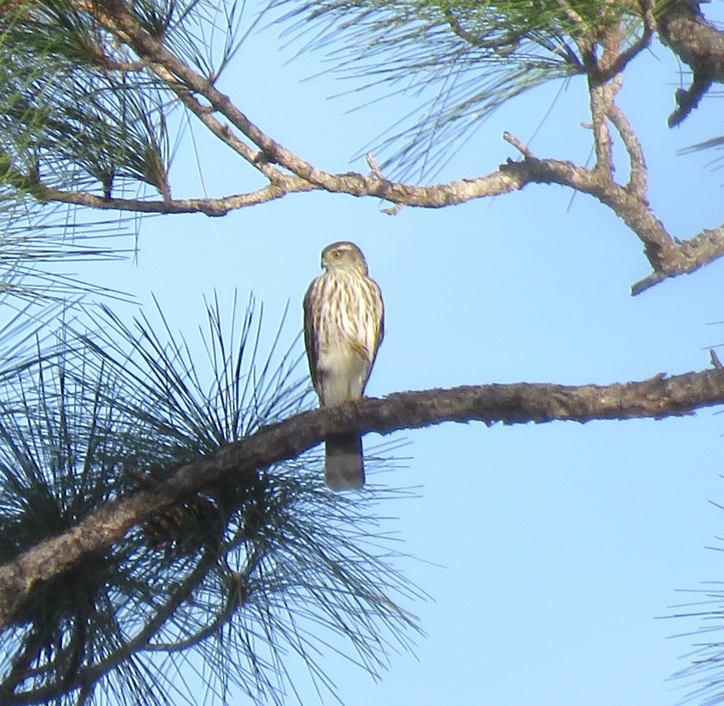 Sharp-shinned Hawk from Stuart, FL, US on November 10, 2019 at 07:58 AM ...