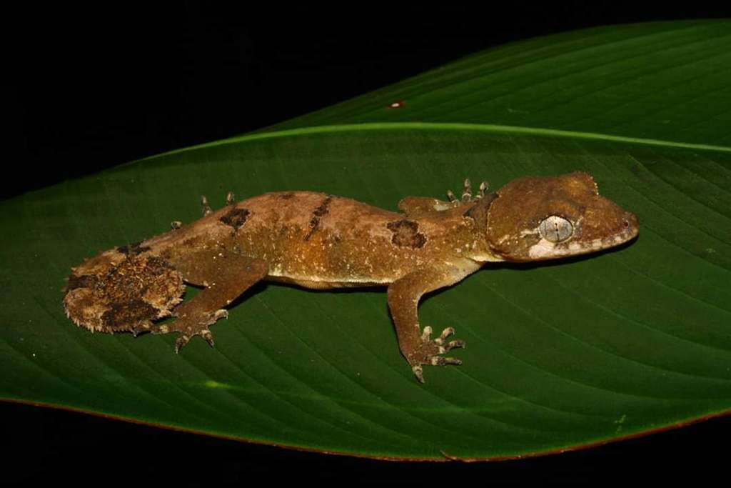 Malaysian Golden Gecko