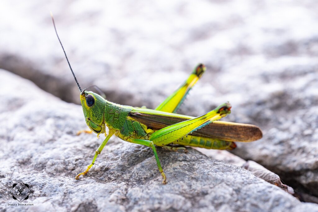 Yellow-spined Bamboo Locust from 中国江苏省南京市玄武区 on August 31, 2025 at 08: ...