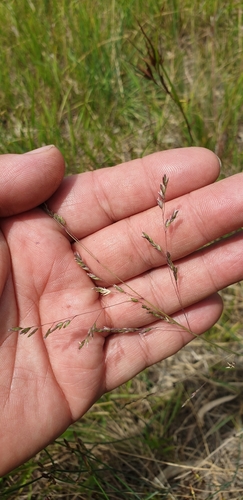 Poa morrisii · iNaturalist
