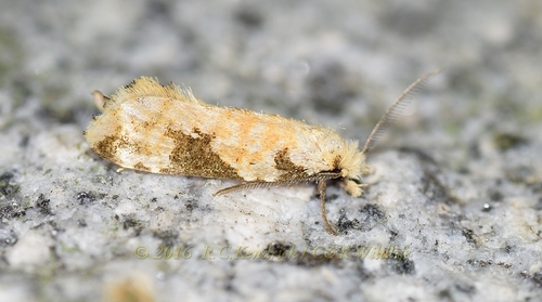 Pelecystola strigosa · iNaturalist