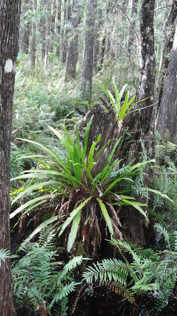 Long strapfern from Mound Key State Park, FL, US on March 3, 2013 at 03 ...