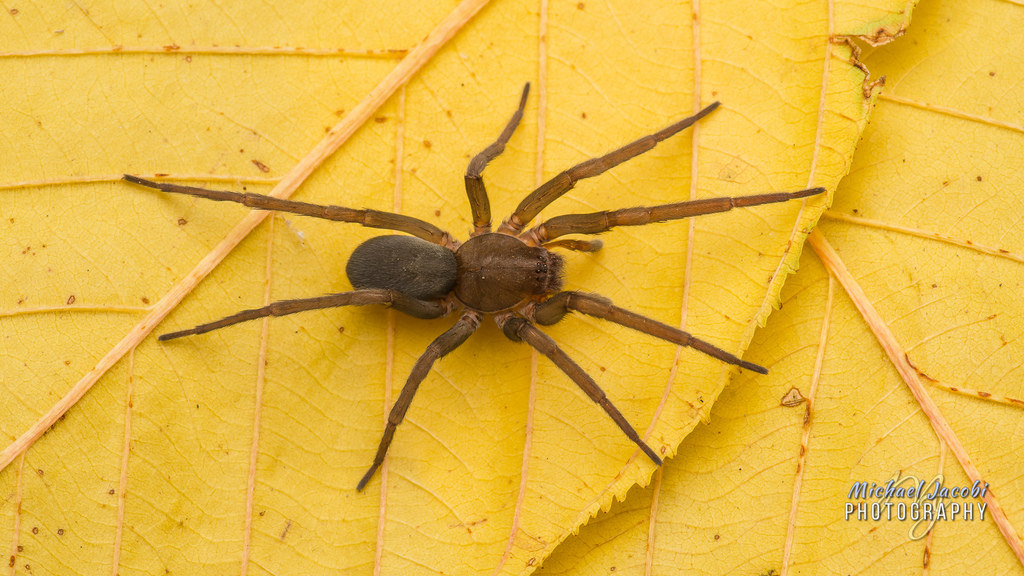 Zorocrates unicolor from Graham County, AZ, USA on November 10, 2019 at ...