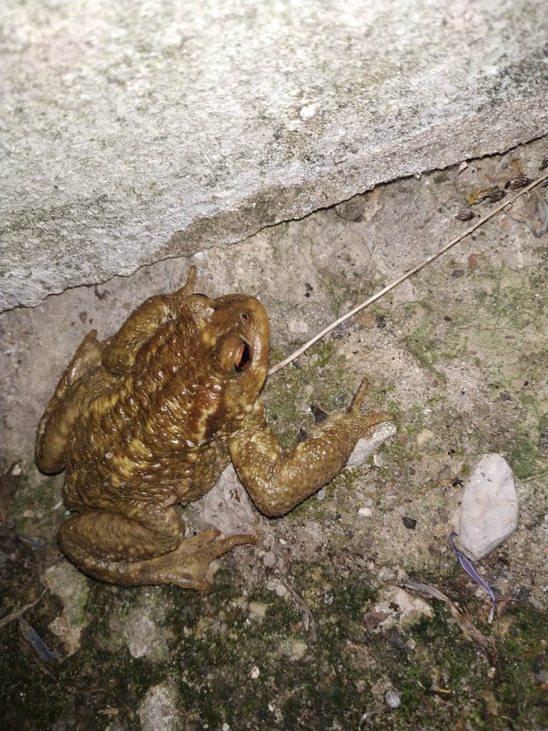 Spiny Toad from 2410-215 Leiria, Portugal on April 01, 2019 at 09:22 PM ...
