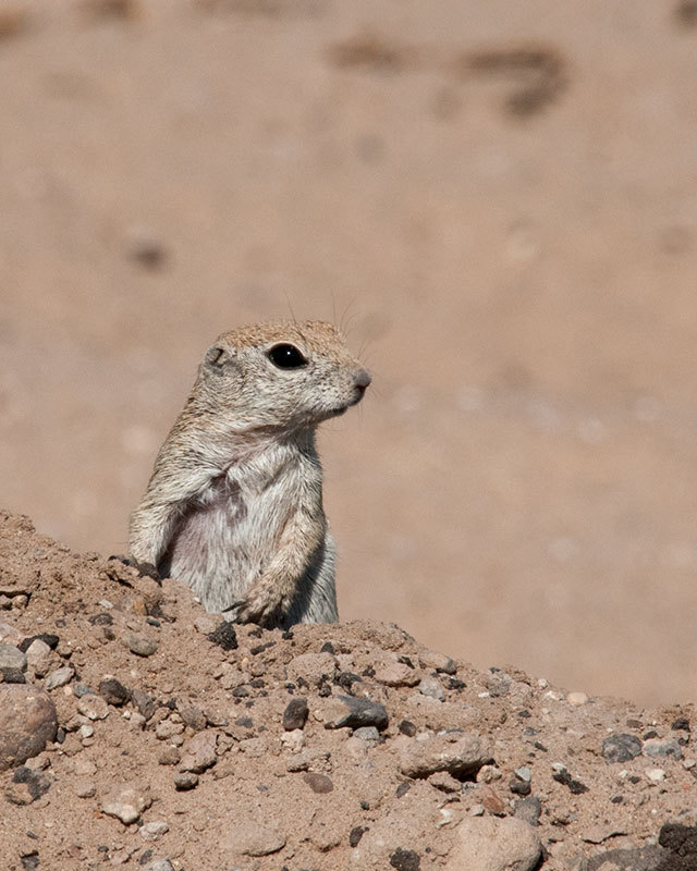 Round-tailed Ground Squirrel from Sonora, Mexico on September 20, 2009 ...