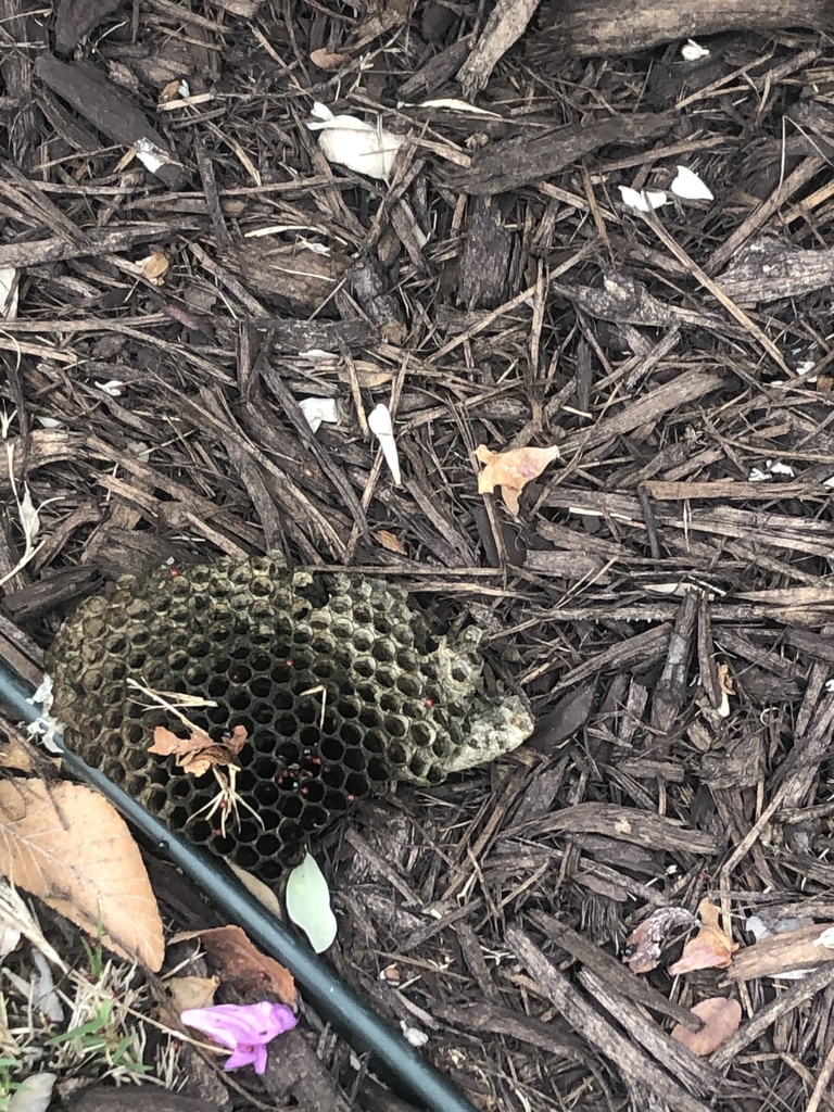 Paper Wasps from The University of Texas at San Antonio, San Antonio ...