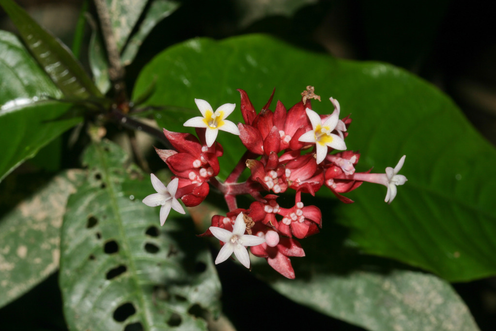 Palicourea from Maynas Province, Peru on September 1, 2009 at 02:33 PM ...