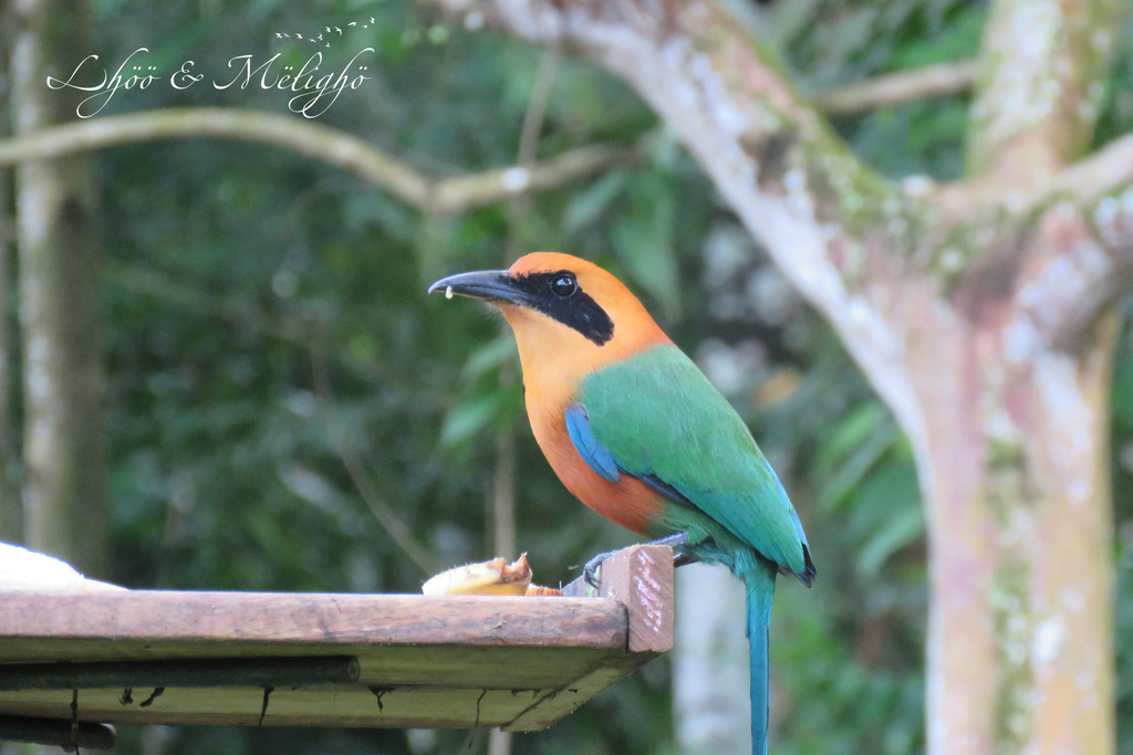 Large Motmots (Baryphthengus) - Avian Discovery
