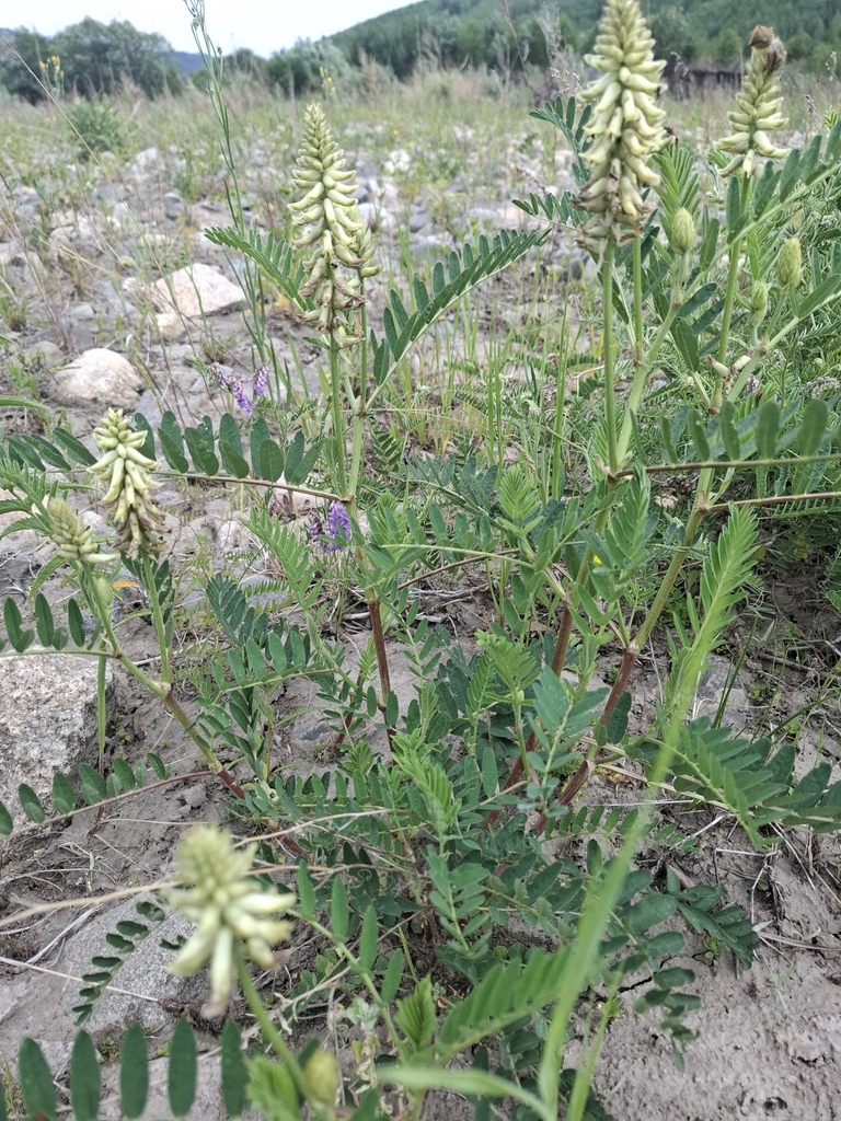 Mongolian Milkvetch from Xongor, Darkhan-Uul, Mongolia on June 26, 2025 ...