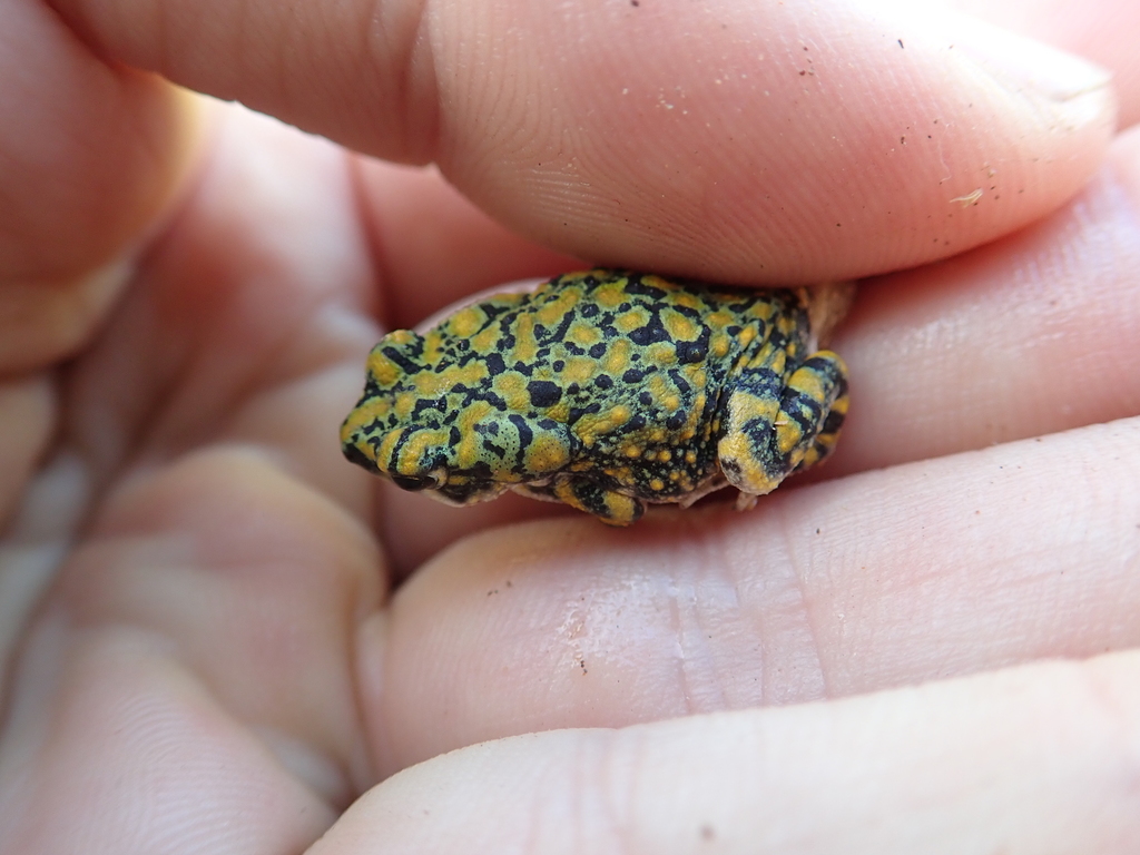 Sonoran Green Toad in August 2018 by Ryan O'Donnell. Also entered in ...