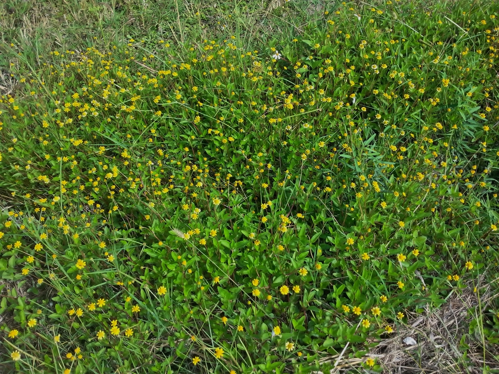 spotflowers from verna florida on October 8, 2013 at 10:45 AM by ...