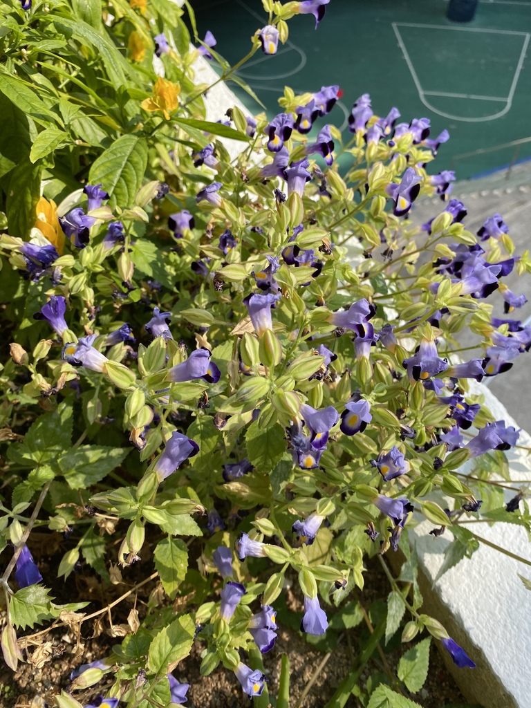 wishbone flower from Hong Kong Island, Stanley, HK on November 8, 2019 ...