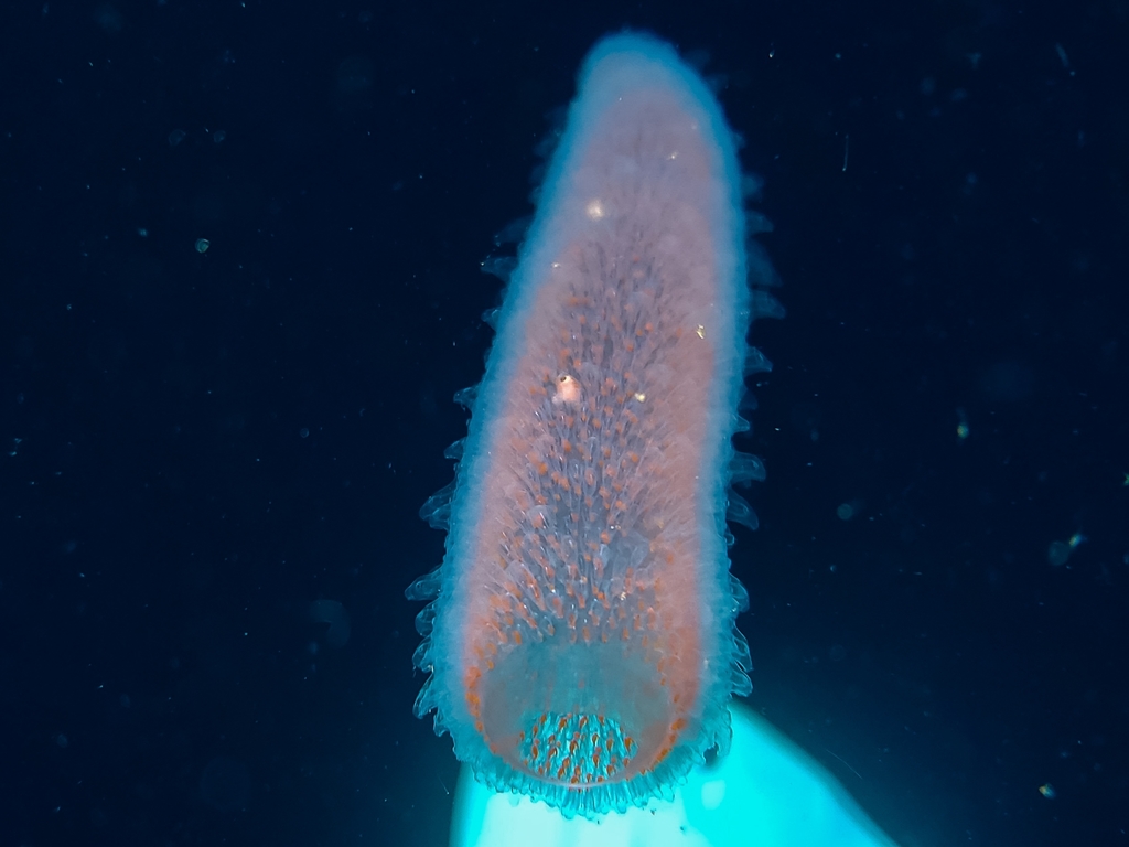 Pyrosoma atlanticum from Farnsworth Bank on November 02, 2019 at 05:04 ...