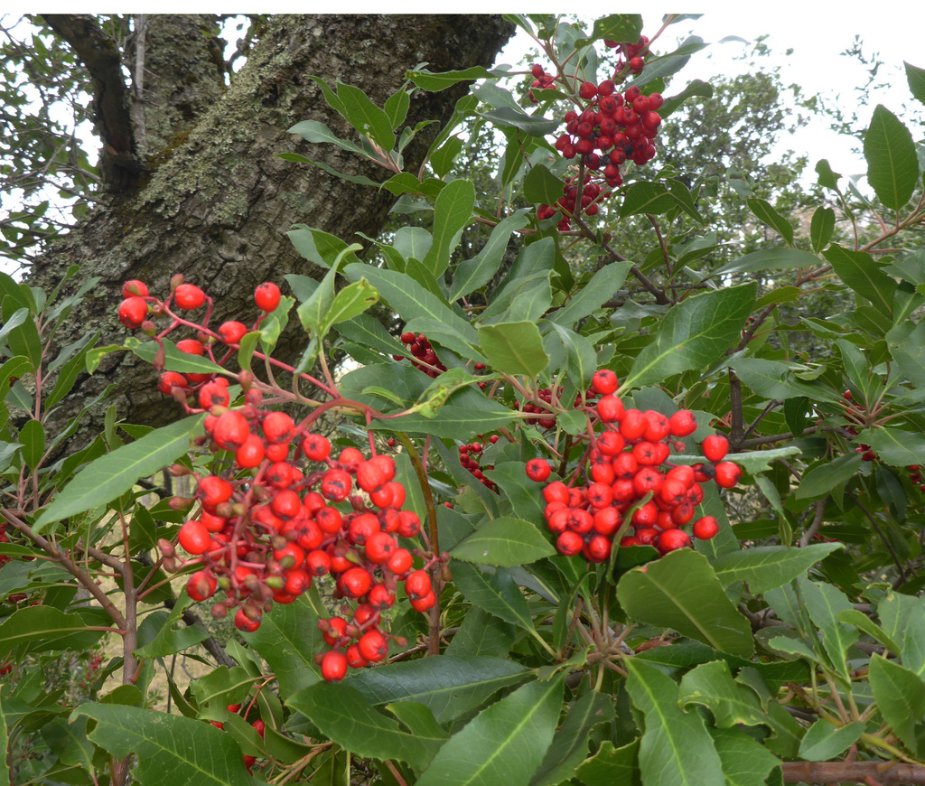 Toyon from Contra Costa County, CA, USA on November 25, 2016 at 12:33 ...