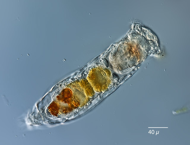Notommata cerberus from 48496 Hopsten, Deutschland on April 19, 2011 by ...
