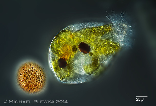 Ascomorpha ecaudis from 29290 Saint-Renan, Frankreich on May 3, 2014 by ...