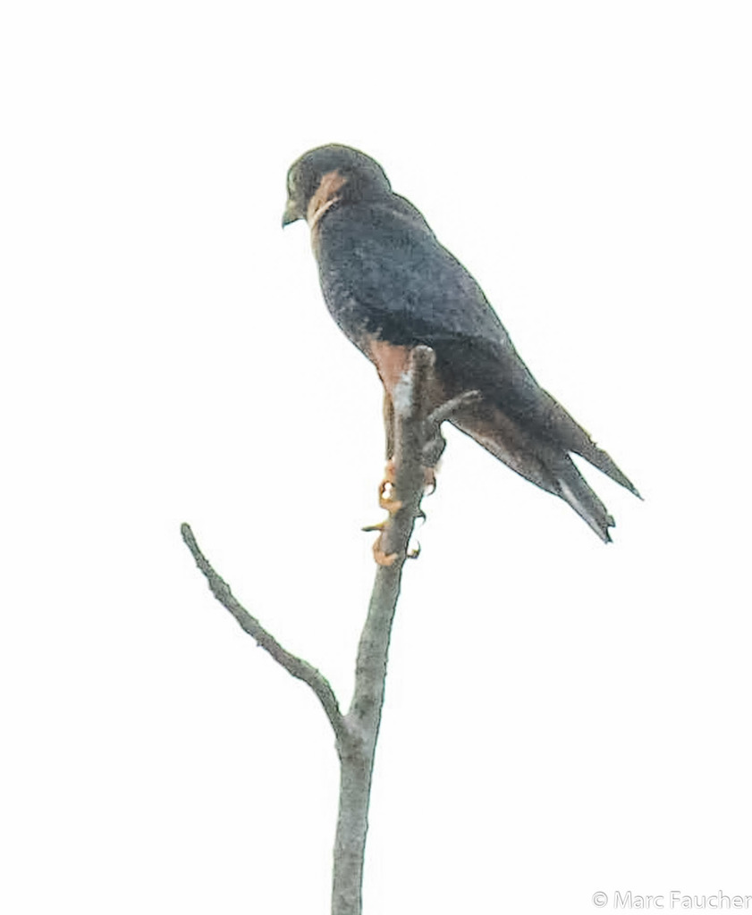 Bat Falcon from Novo Mundo - State of Mato Grosso, 78528-000, Brazil on ...