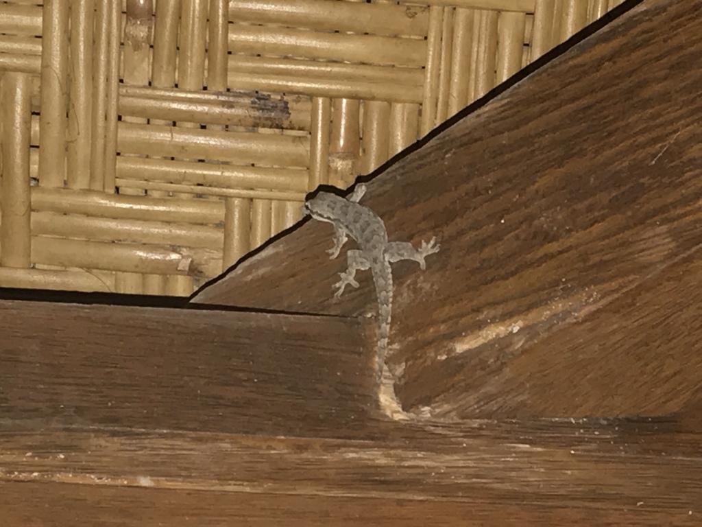 Flat-tailed House Gecko from Bali, Buleleng, Bali, ID on November 12 ...