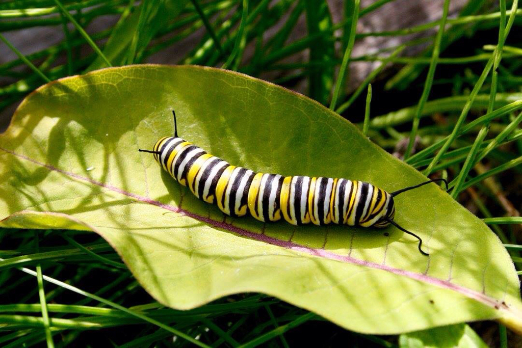 Monarch in July 2009 by Sachi · iNaturalist