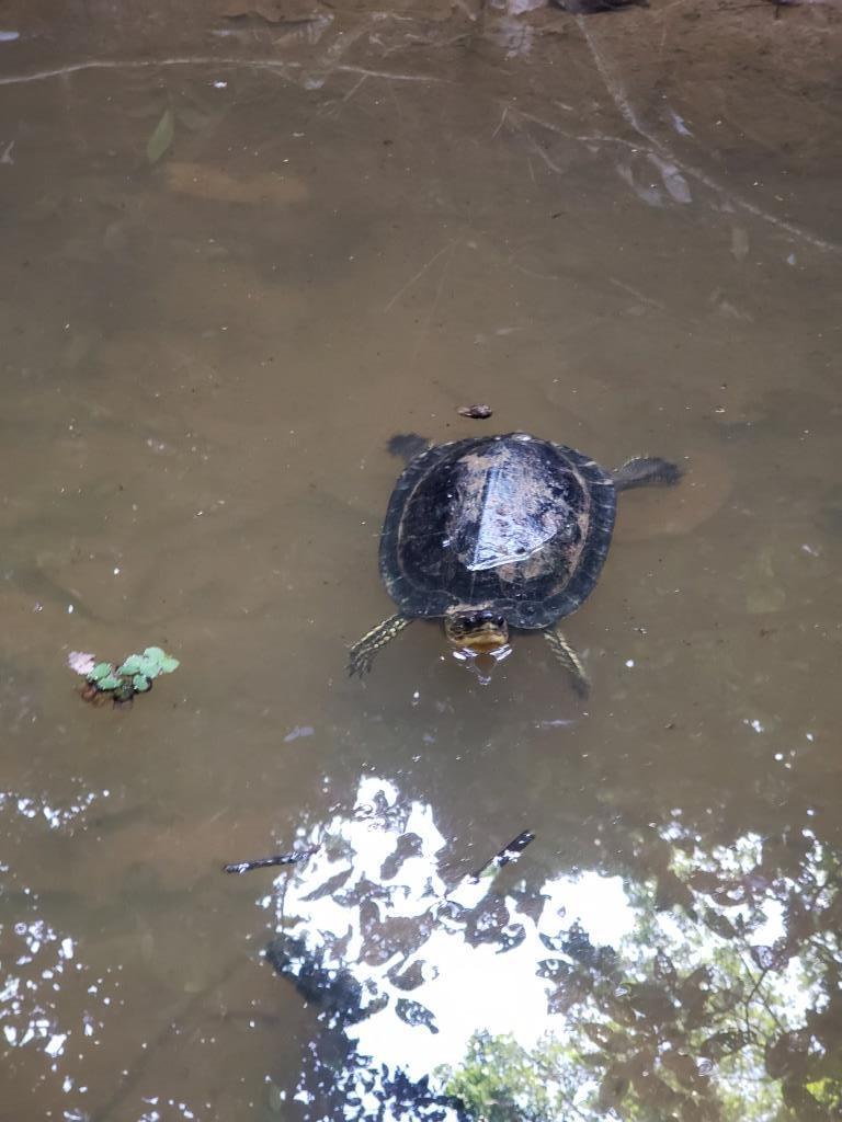 Spotted-legged Turtle from Couva-Tabaquite-Talparo Regional Corporation ...