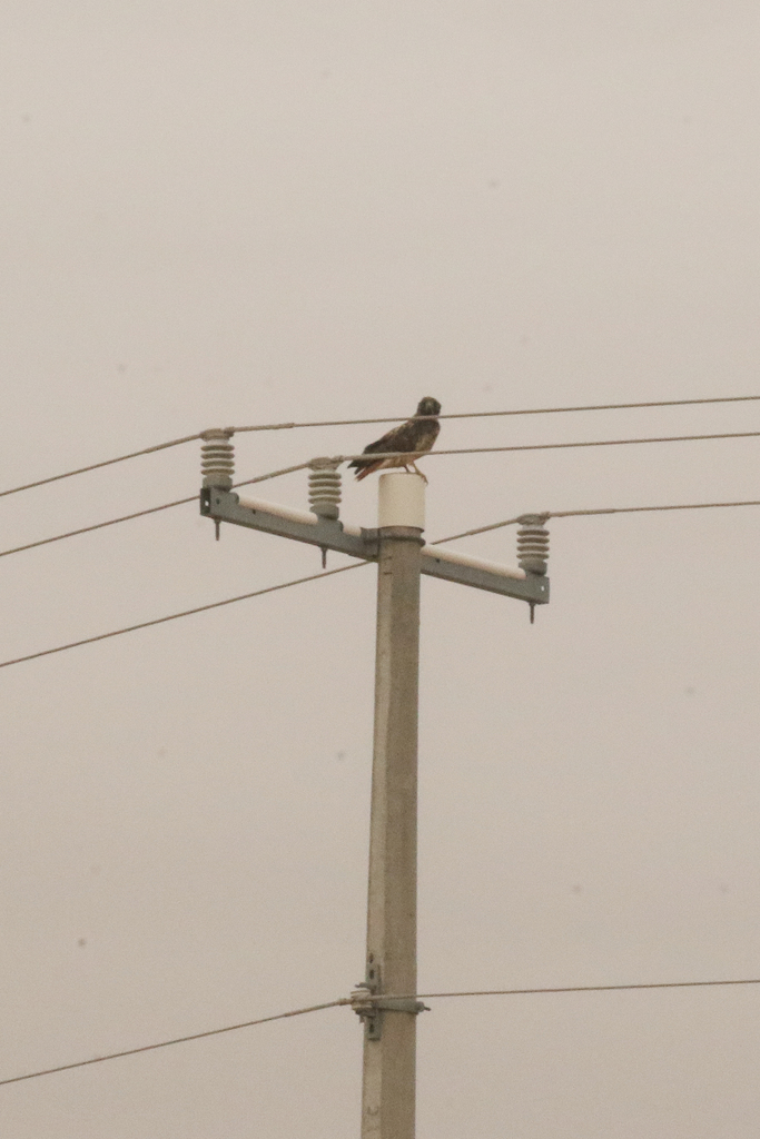 Red-tailed Hawk from Juárez Municipality, Chihuahua, Mexico on November ...