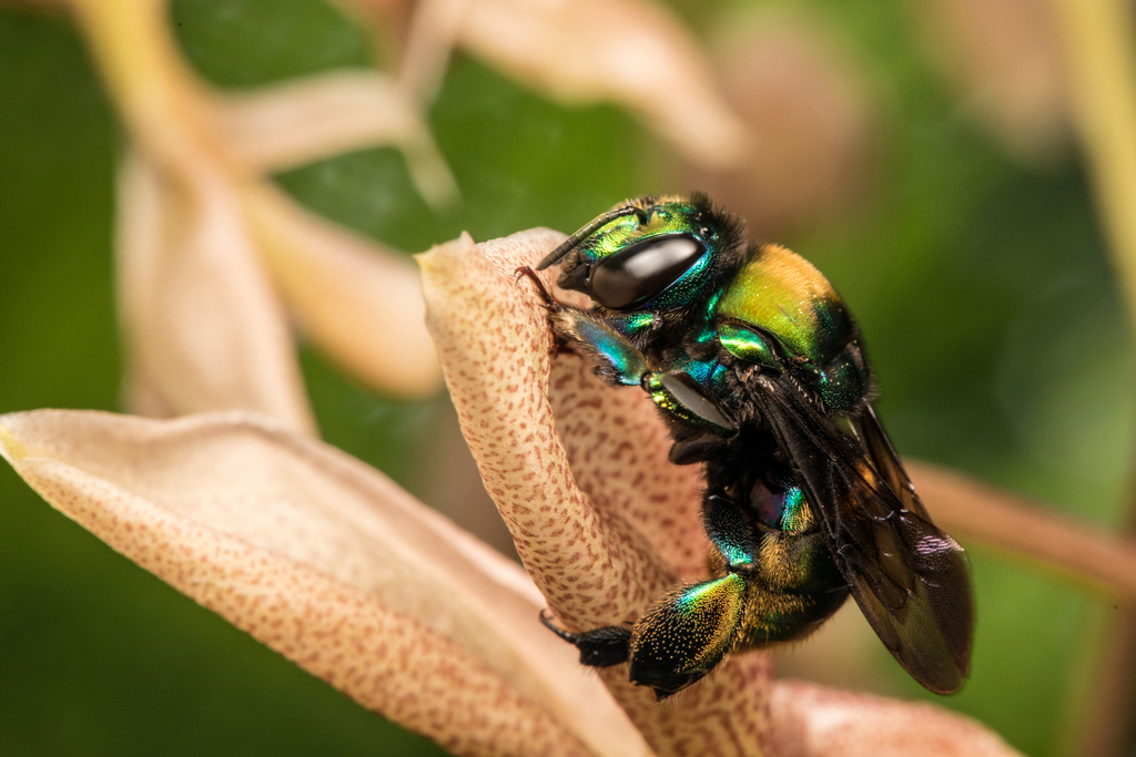 Violaceous Orchid Bee from Foz do Iguaçu - State of Paraná, Brazil on ...