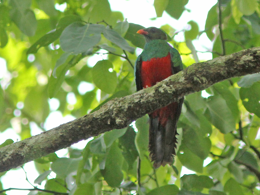 Pavonine Quetzal (Pharomachrus pavoninus) - Avian Discovery