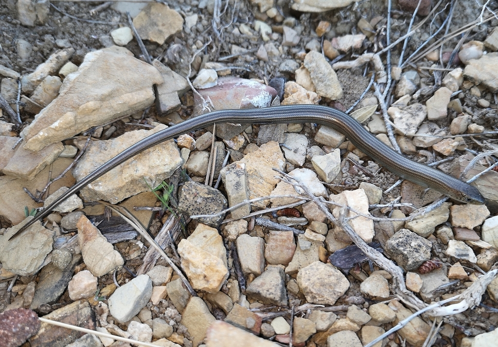 Western Three-toed Skink in April 2019 by Oscar Maioglio · iNaturalist
