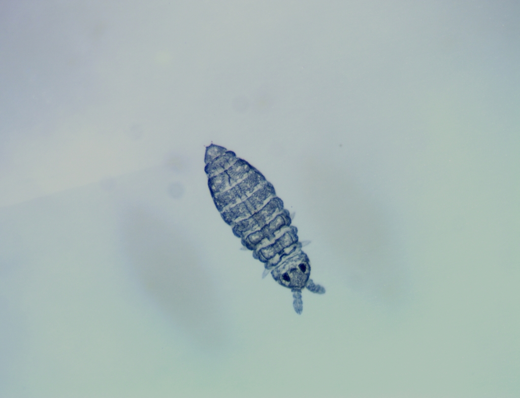 Mushroom springtail from La Petite-Patrie, Montréal, QC, Canada on ...