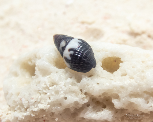 Vexillum puella · iNaturalist