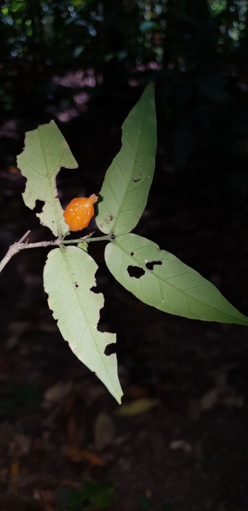 Randia tuberculosa (Rubiaceae) | Leaf Whispering in the Tropics